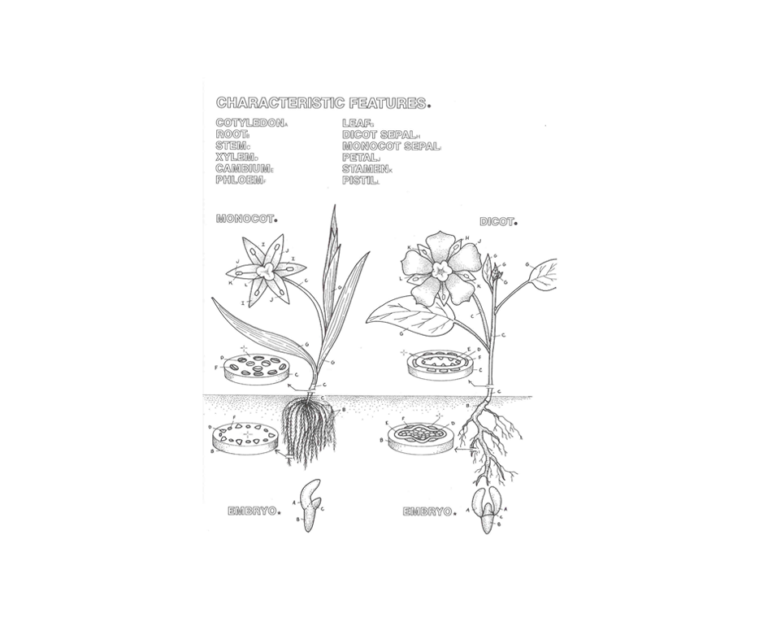 Botany Coloring Book - Coloring Concepts, Inc.